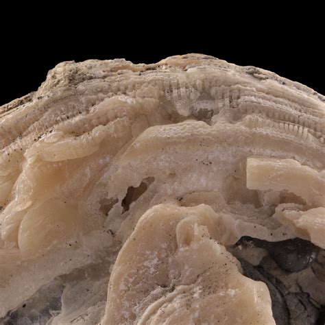 Calcite In Fossil Clam Shell Fort Drum Okeechobee County Florida Usa