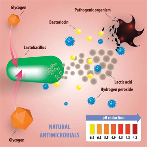 900 Gram Negative Stain Stock Illustrations Royalty Free Vector