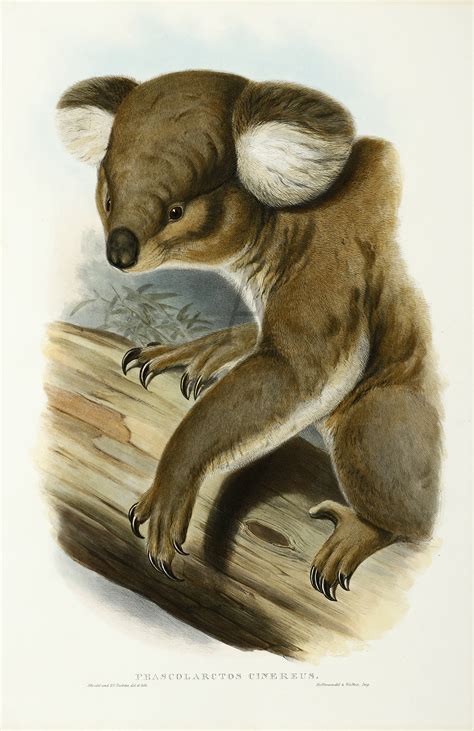 Phascolarctos Cinereus Antique Print Map Room