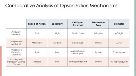 Understanding Opsonization The Key Process In Immune Response And