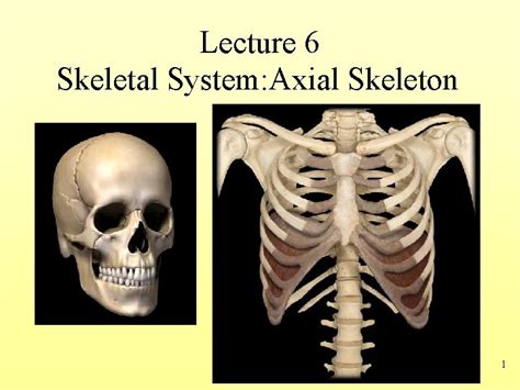 Lecture 6 Skeletal System Axial Skeleton 1 The