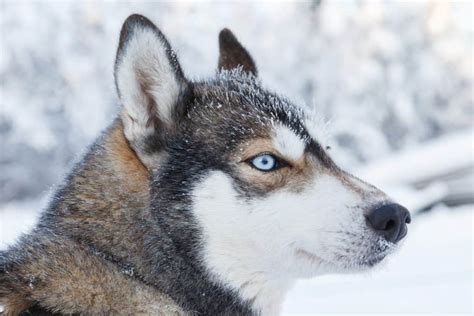 Chocolate Husky: You'd Fall in Love with This Sweet Stunner!