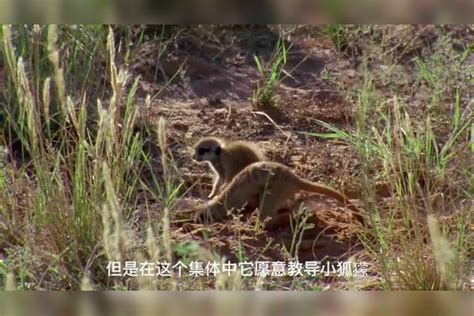 这些小家伙也太呆萌可爱了小家伙