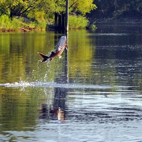 Are Sturgeon Dangerous Facts And Incidents Pond Informer