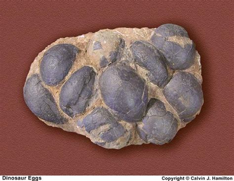 Image Gallery Dinosaur Fossils Live Science