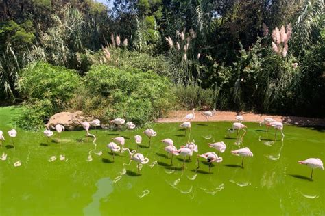 Flock Of Pink African Flamingos Phoenicopterus Standing In Green