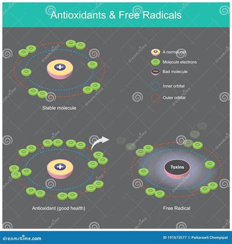 Antioxidants And Free Radicals Vector Illustration CartoonDealer