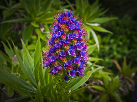 熟季花鲜花电脑壁纸 超清桌面壁纸 公元桌面