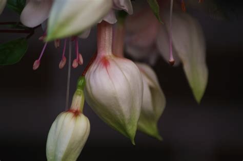 Fuchsia On Tumblr Fuchsia On Tumblr