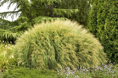 Dwarf Maiden Grass Miscanthus Sinensis Yakushima Monrovia Plant