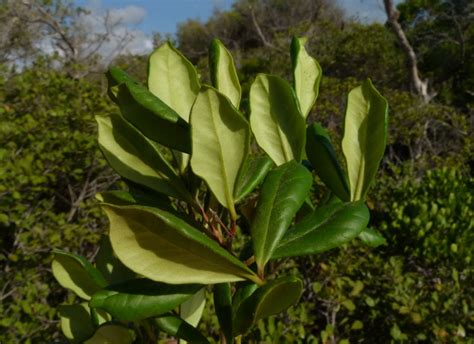 Flora Of Mozambique Species Information Individual Images Eugenia Sp A