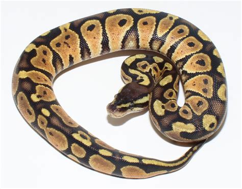 pastel het hypo ball python by designer ball pythons morphmarket