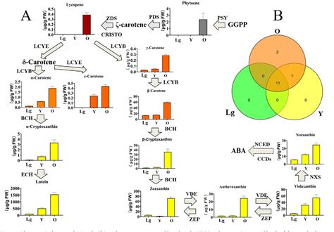 Figure 1 From Combined Analysis Of Carotenoid Metabolites And The