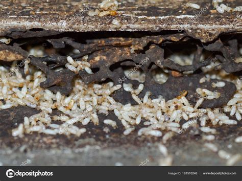 Termite Bois Maison Ventana Blog