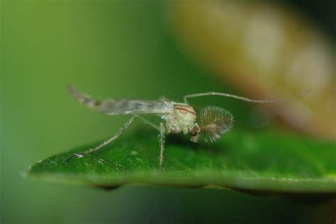 Les Midges Moustiques Présents En Irlande • Guide