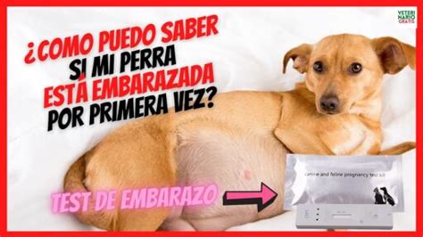 Como Saber Si Mi Perrita Esta Embarazada 2024 Show Me That