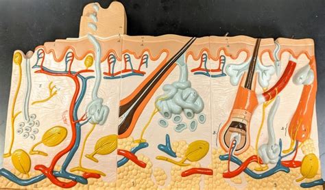APHY 101 Ch 6 Integumentary System Lab Ivy Tech Diagram Quizlet