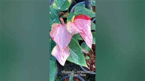 🦋ඔයාගෙත් ෆ්ලෑශ් හීනය හැබෑ කරගන්න මුල් අද්දපු ලොකු පැල හොයන ඔයාට ලස්සනම වර්ග ටිකක එකතුවක්