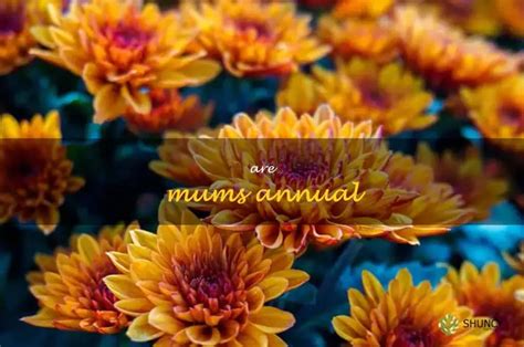 Uncovering The Facts About The Annual Nature Of Mums Shuncy