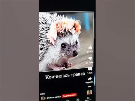 пиписька🤣🤣🤣 - YouTube