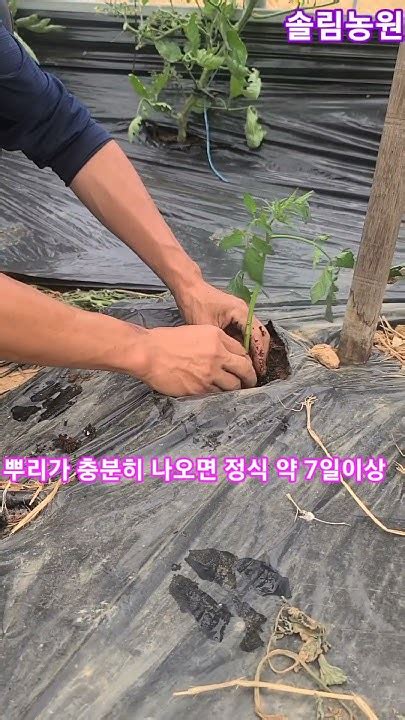 토마토 삽목 하면 씨앗모종없이 토마토를 따먹을수 있습니다 Youtube