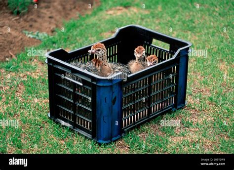 South African Ostriches Struthio Camelus Australis Chicks In Box