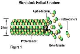 Sel Hewan Pengertian Organel Fungsi Dan Struktur Lengkap