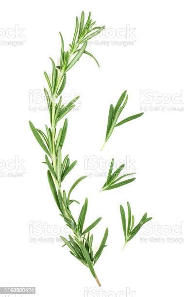 흰색 배경에 고립 된 신선한 녹색 로즈마리 상단보기 로즈마리 나뭇가지와 나뭇잎 건강한 식생활에 대한 스톡 사진 및 기타 이미지