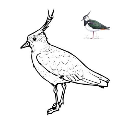 Ptice Bojanka 🦜 Pepe