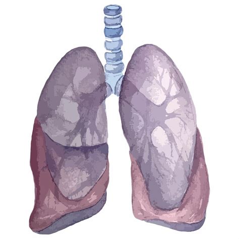 Ilustración Acuarela Dibujo A Mano Alzada órgano Pulmonar Anatómico