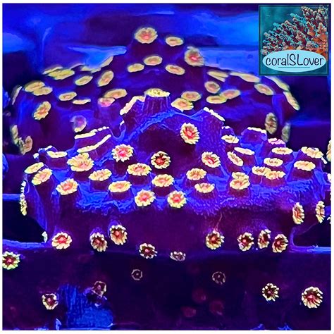 Bizarro Cyphastrea Sps Coral Coralslover