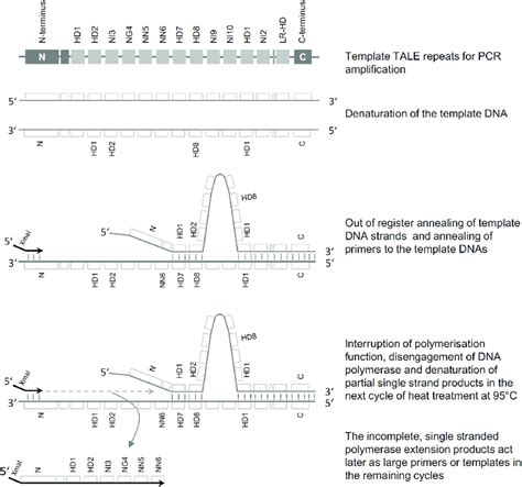Proposed Model Explaining How The Pcr Artifacts Are Generated