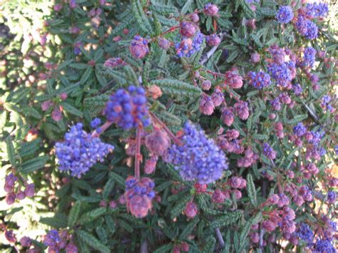 Ceanothus Hearstiorum The Watershed Nursery