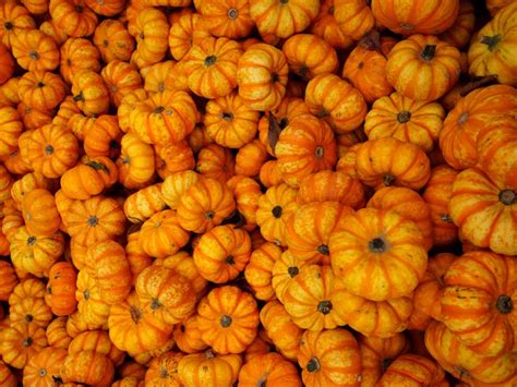 Обои тыква на рабочий стол