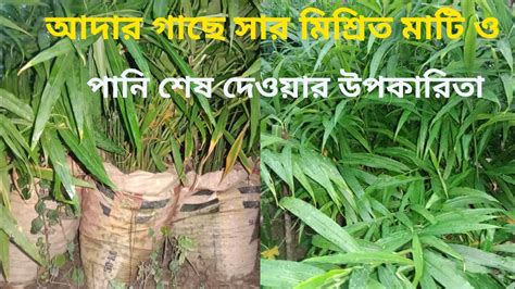 আদার গাছের গোড়ায় সার মিশ্রিত মাটি এবং পানি সেচ দেওয়া হচ্ছে আদা গাছের Video Youtube