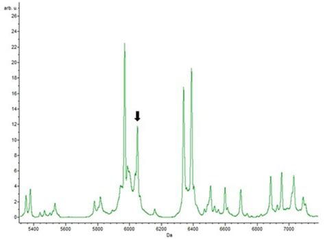 Enterococcus Faecium Spectrum Showing The Peak M Z 6048 ± 1 P Value Is