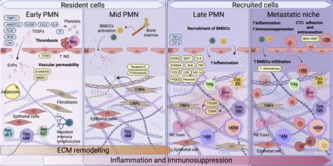 Immune Determinants Of The Pre Metastatic Niche Cancer Cell