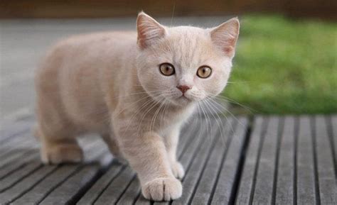 ¿qué Es Gato Su Definición Y Significado 2019