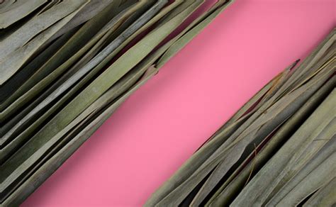 열대 는 파스텔 핑크 배경에 평평한 회색 야자수 잎을 죽었다 중간에 여유 공간 0명에 대한 스톡 사진 및 기타 이미지 0명