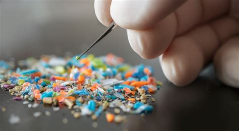Human Placentas Contain Microplastics Healthnews