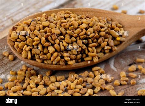 Fenugreek Seeds Trigonella Foenum Graecum Fenugreek Seeds Stock