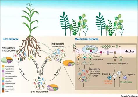Trends In Plant Science 中国农业大学冯固团队综述丛枝菌根菌丝际中的微生物相互作用！ 知乎