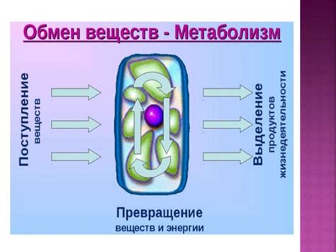 Обмен веществ у растений 6 класс презентация онлайн