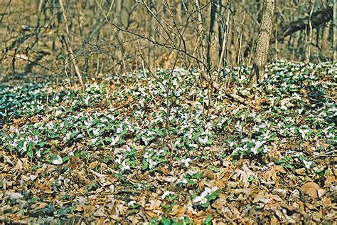 Minnesota Seasons Snow Trillium