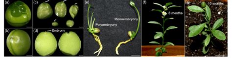 Characterization Of F Hindsii With Monoembryonic Seed And Short
