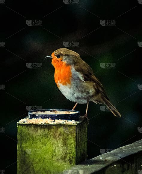 罗宾红的乳房。