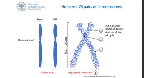 71 Chromosome Structure Flashcards Quizlet