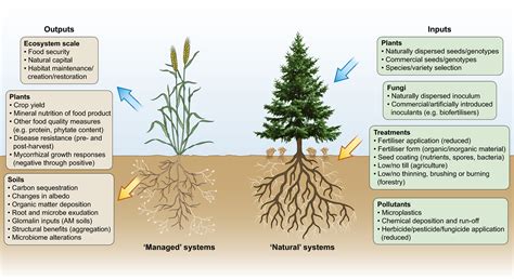 Mycorrhizae With Without