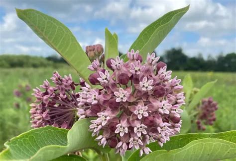 37 Types Of Milkweed With Pictures And Identification
