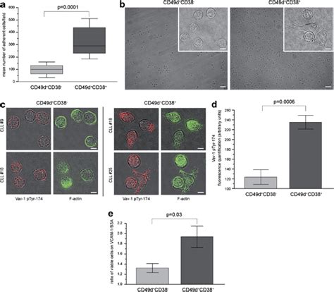 Cd38 Influences Cd49d Mediated Cell Adhesion In Primary Cll Cells A Download Scientific